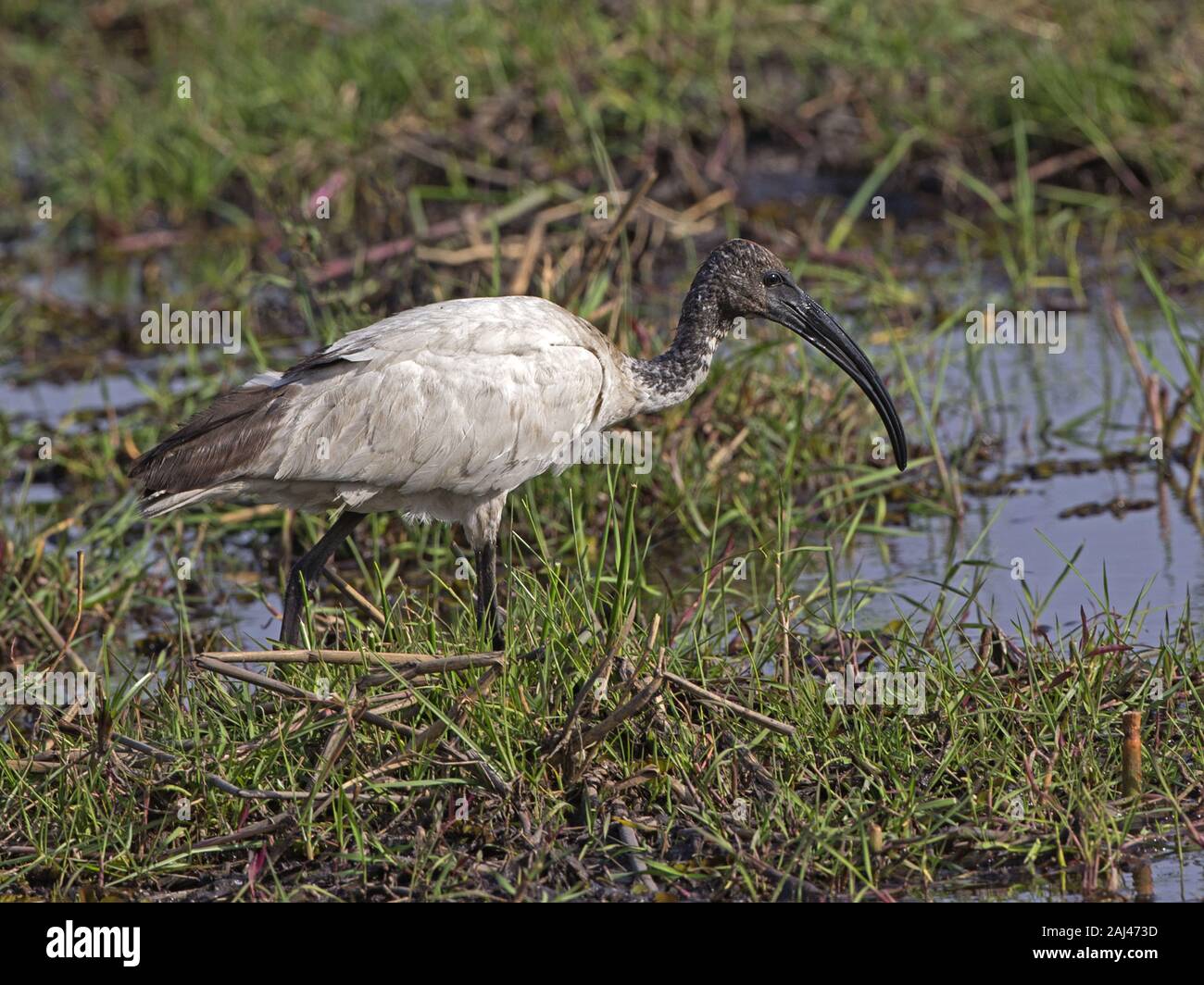 African sacred ibis standing Stock Photo - Alamy