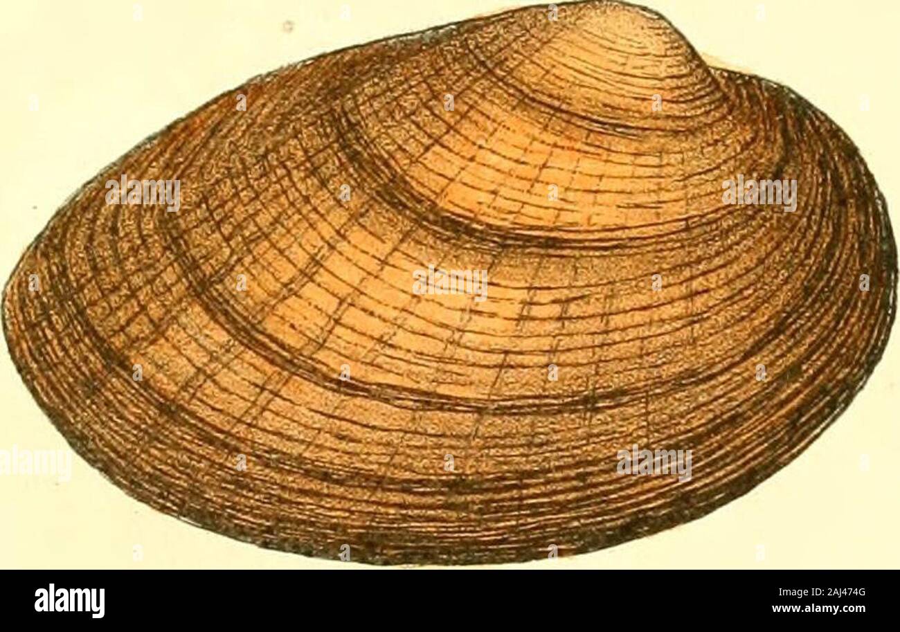 Lamarck shells hi-res stock photography and images - Alamy