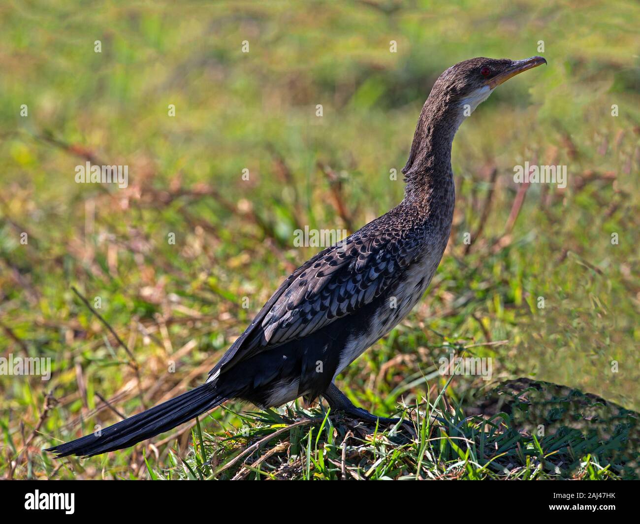 Cormorant birds hi-res stock photography and images - Alamy