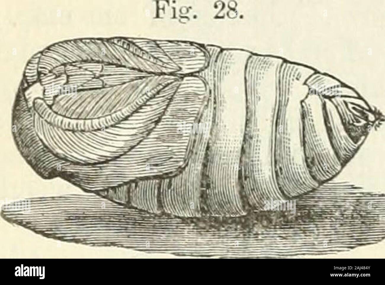 Oval insect eggs hi-res stock photography and images - Alamy