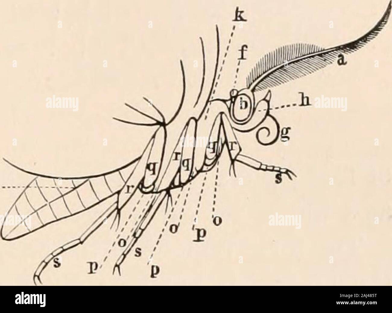 Tongue mandibles hi-res stock photography and images - Alamy