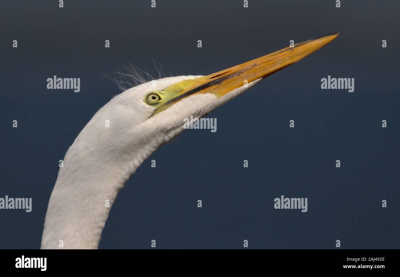 Great white egret face hi-res stock photography and images - Alamy