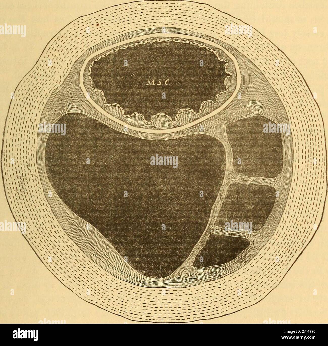 Membrana tectoria High Resolution Stock Photography and Images - Alamy