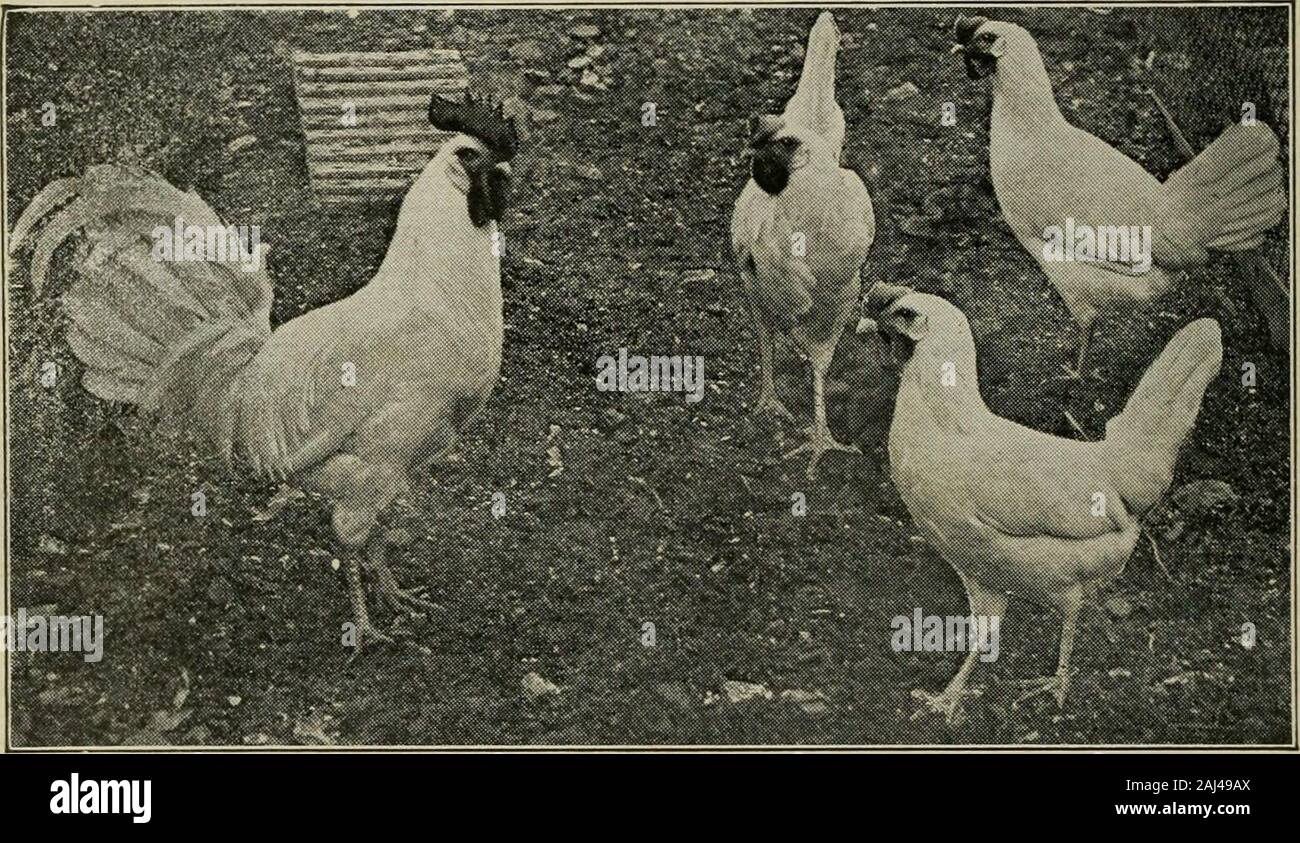 Five Hens Eggs High Resolution Stock Photography and Images - Alamy
