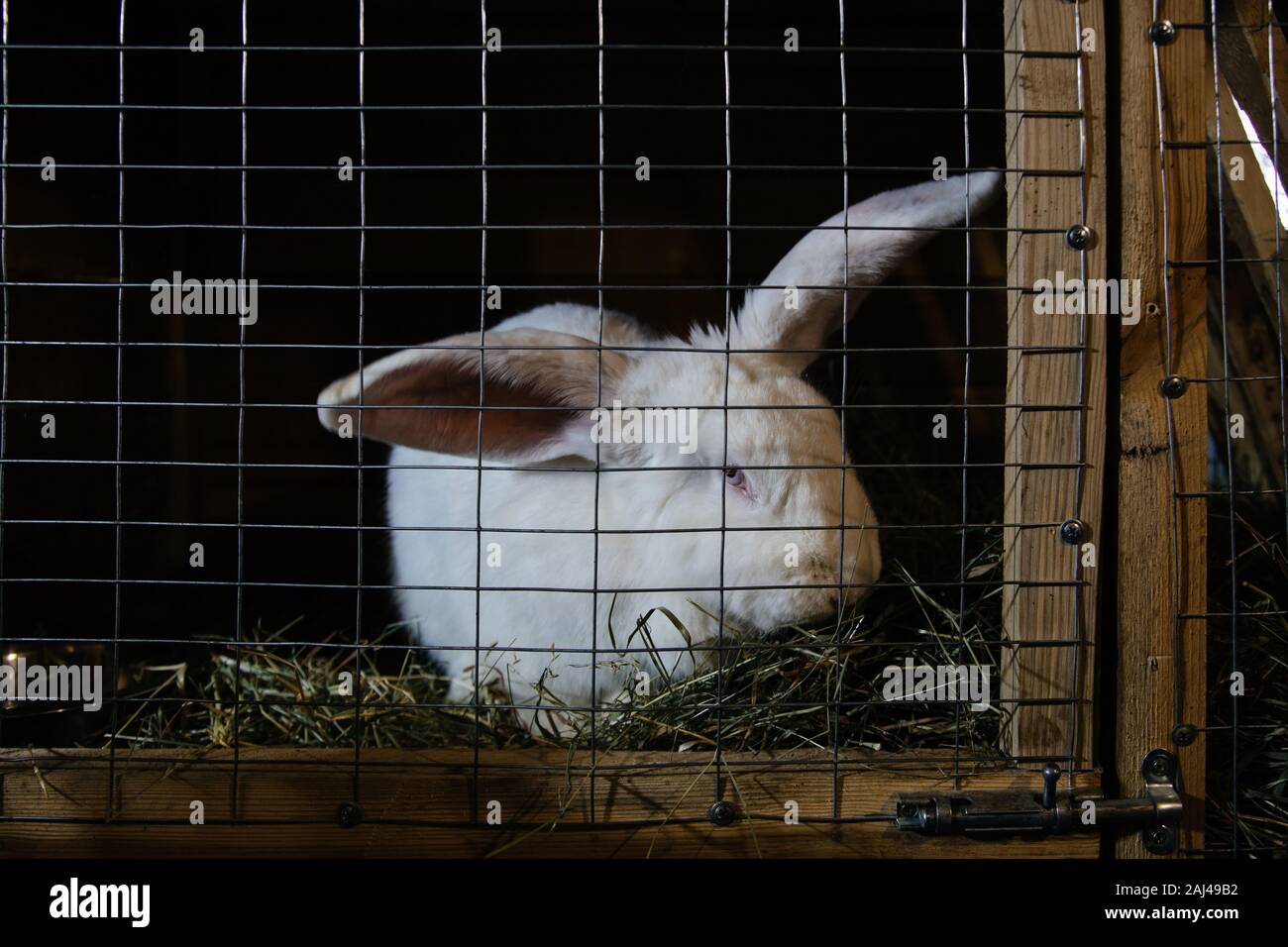 White rabbit in a cage at the farm Stock Photo - Alamy