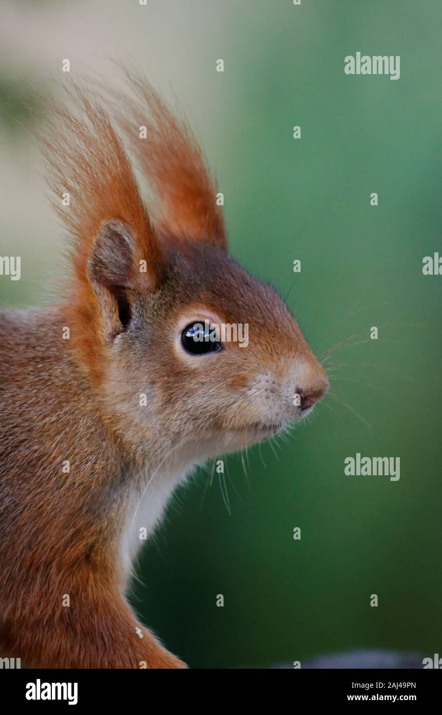 Squirrel face hi-res stock photography and images - Alamy