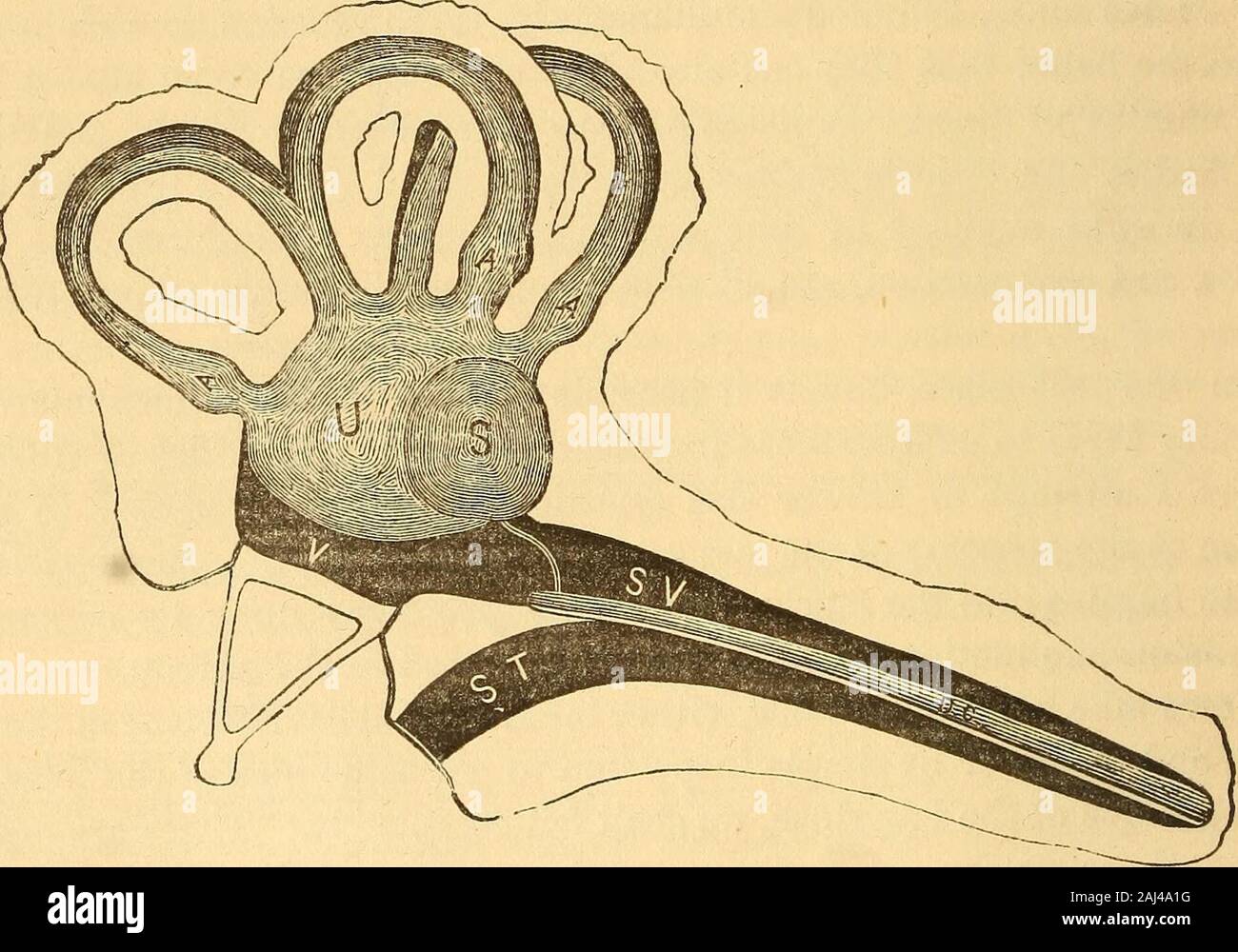 Diagnosis and treatment of ear diseases . tains two distinct membranous ...