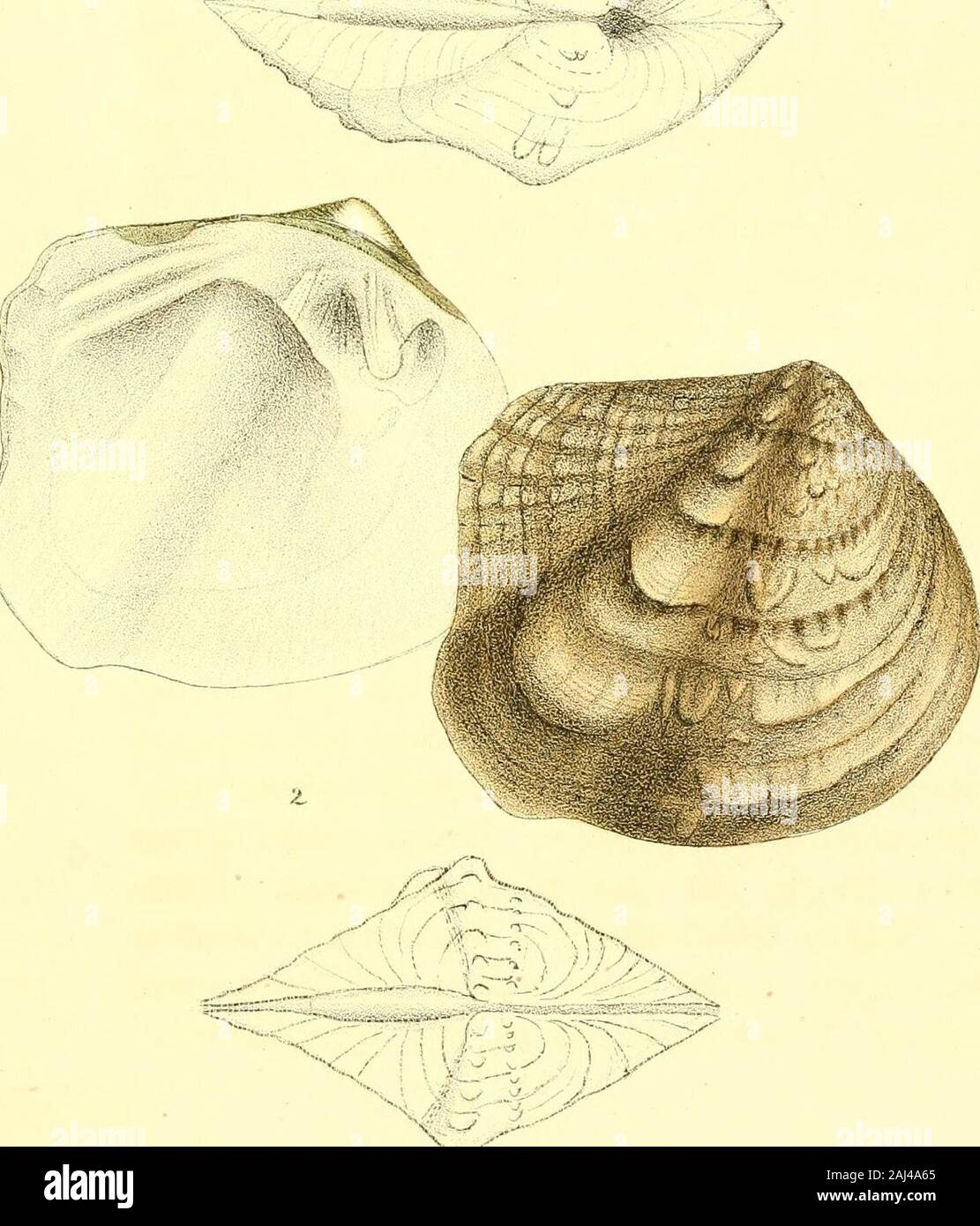 Monography of the family Unionidæ : or, Naiades of Lamarck (fresh water ...