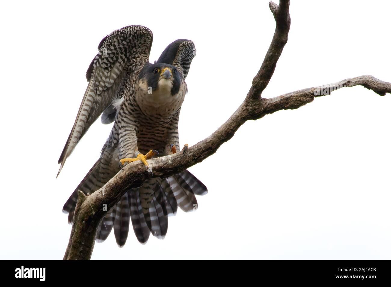 Bird feet branch Cut Out Stock Images & Pictures - Alamy