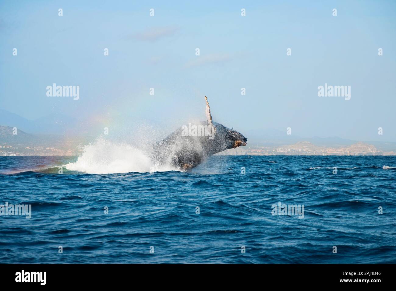 Humpback Whale breaching in the Pacific Ocean, rainbow in the mist ...