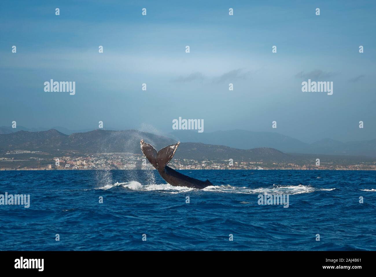 Humpback whale tail hi-res stock photography and images - Alamy