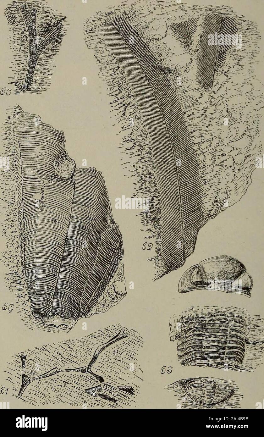 .. Key to the upper Devonian of southern New York; designed for ...