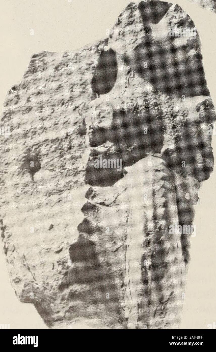 Annale van die suid afrikaanse museum hi-res stock photography and ...