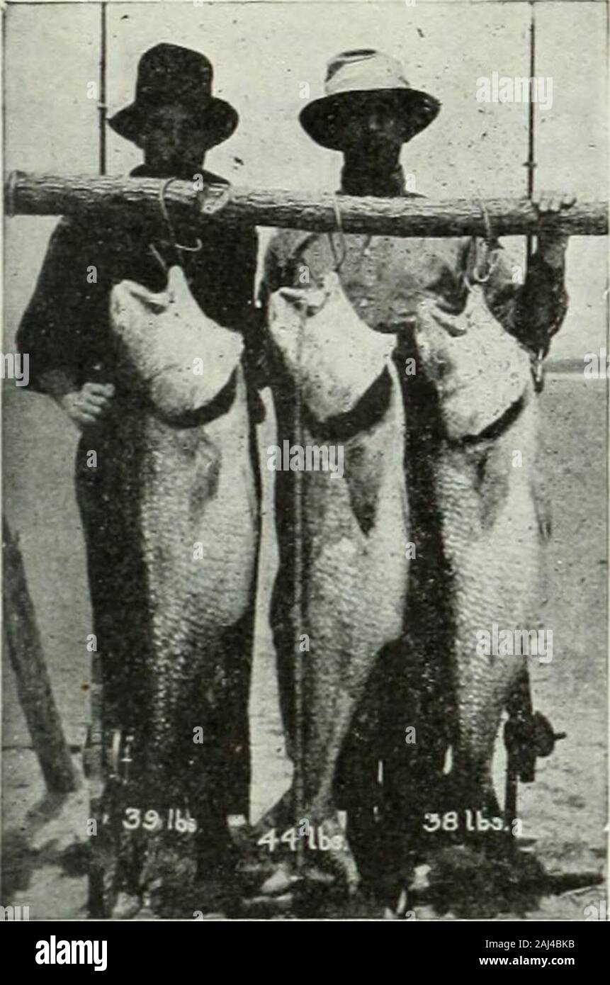 Number 9 fish hi-res stock photography and images - Alamy