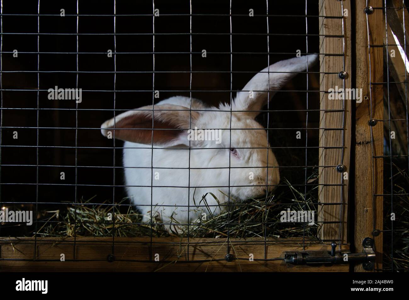 Slaughter rabbit hi-res stock photography and images - Alamy