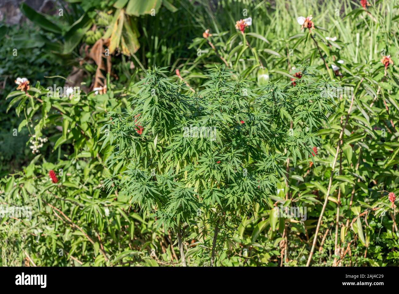 Sativa plant in backyard, Saint Vincent and the Grenadines, Saint ...