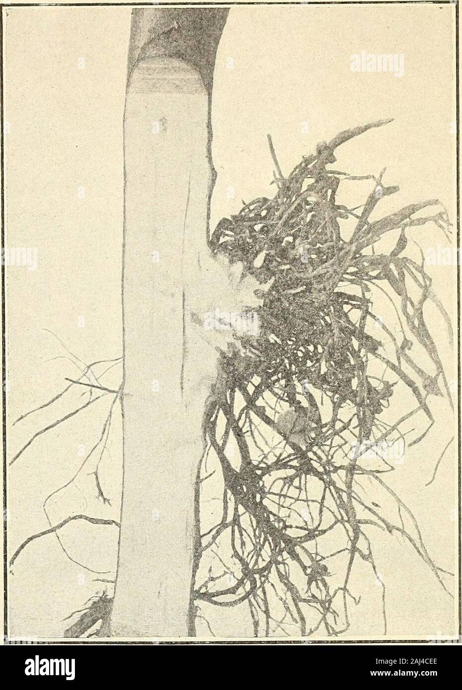 Root rot apple tree hi-res stock photography and images - Alamy