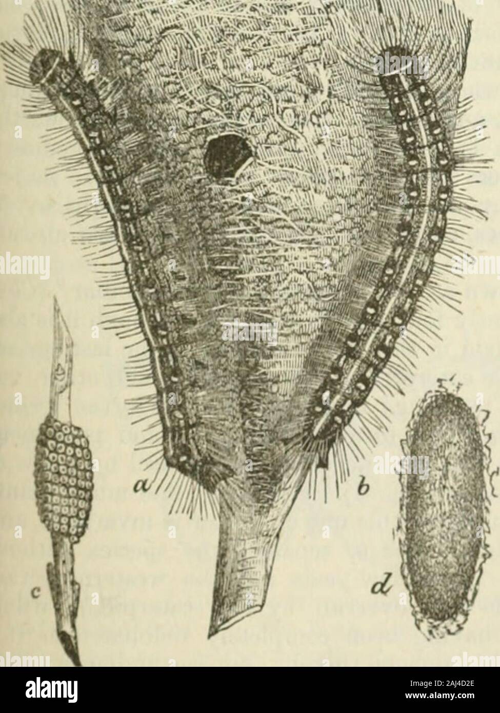 Insect eggs in cluster hi-res stock photography and images - Alamy