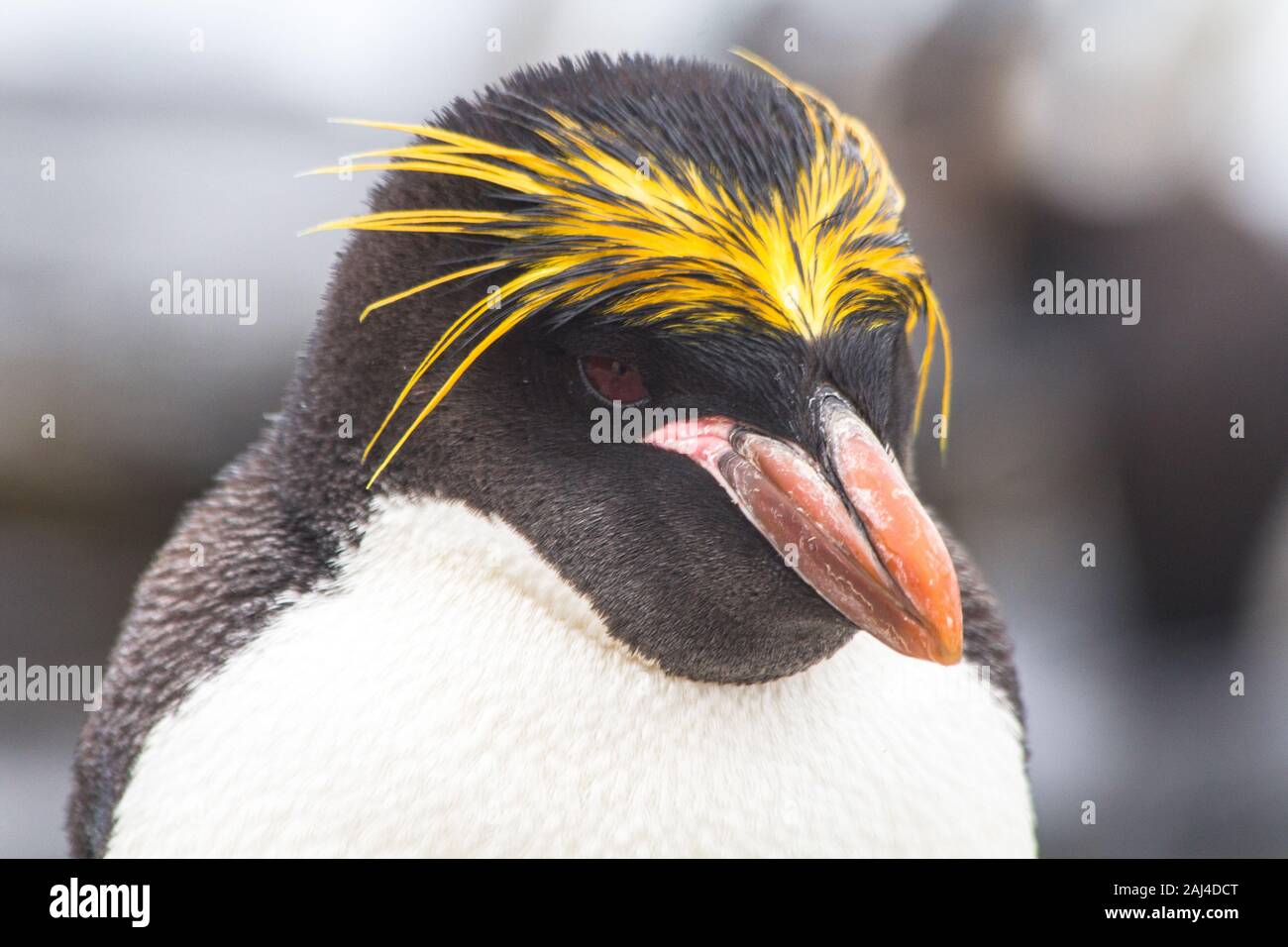 Macaroni penguin hi-res stock photography and images - Alamy