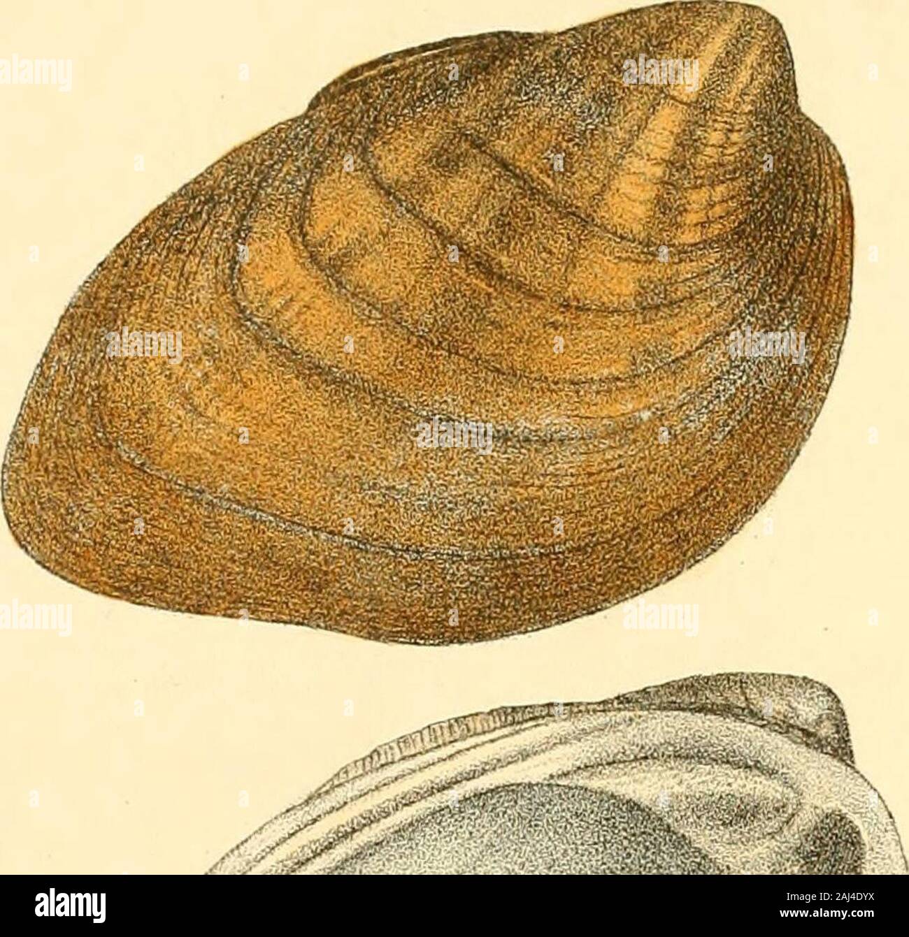 Lamarck shells hi-res stock photography and images - Alamy