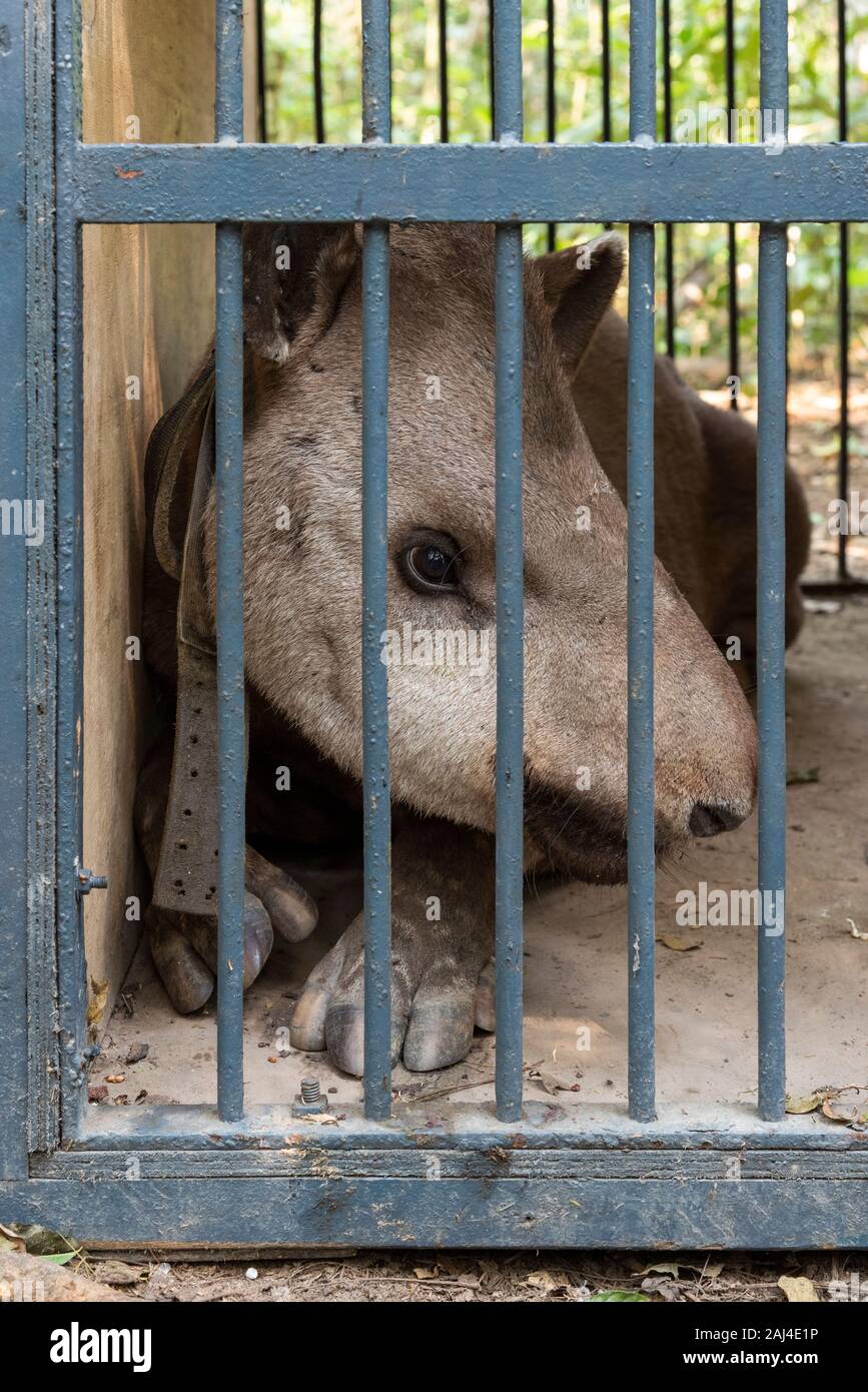 Tapir inside cage during rewilding project in REGUA, Rio de Janeiro ...