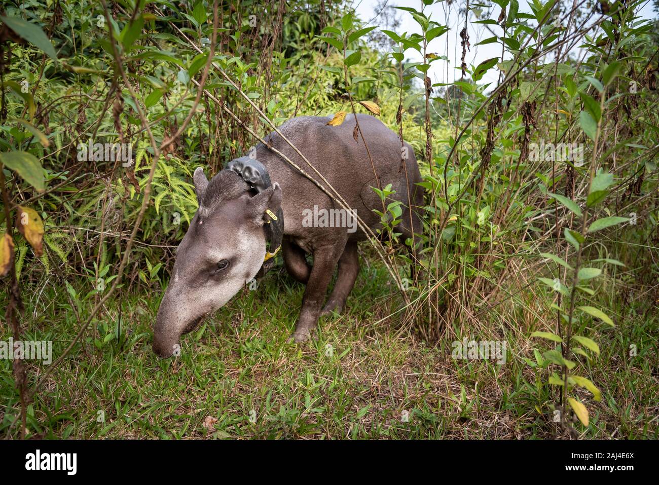 Tapir with GPS tracking collar on biology rewilding project in REGUA ...