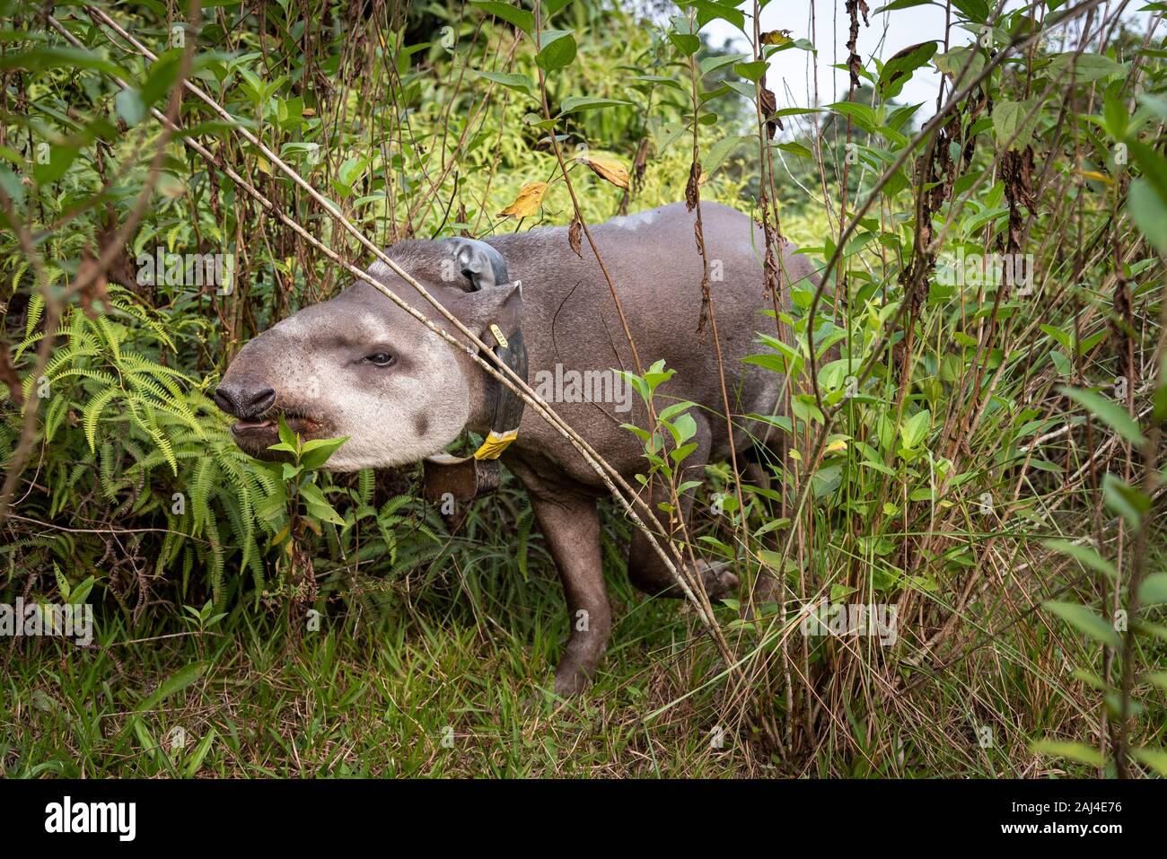 Tapir with GPS tracking collar on biology rewilding project in REGUA ...