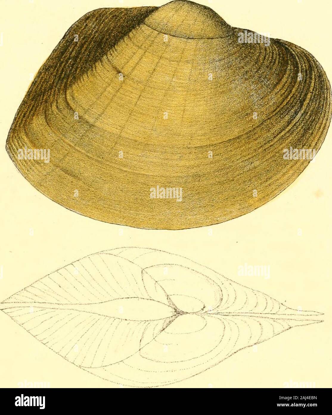 Glabrous surface hi-res stock photography and images - Alamy