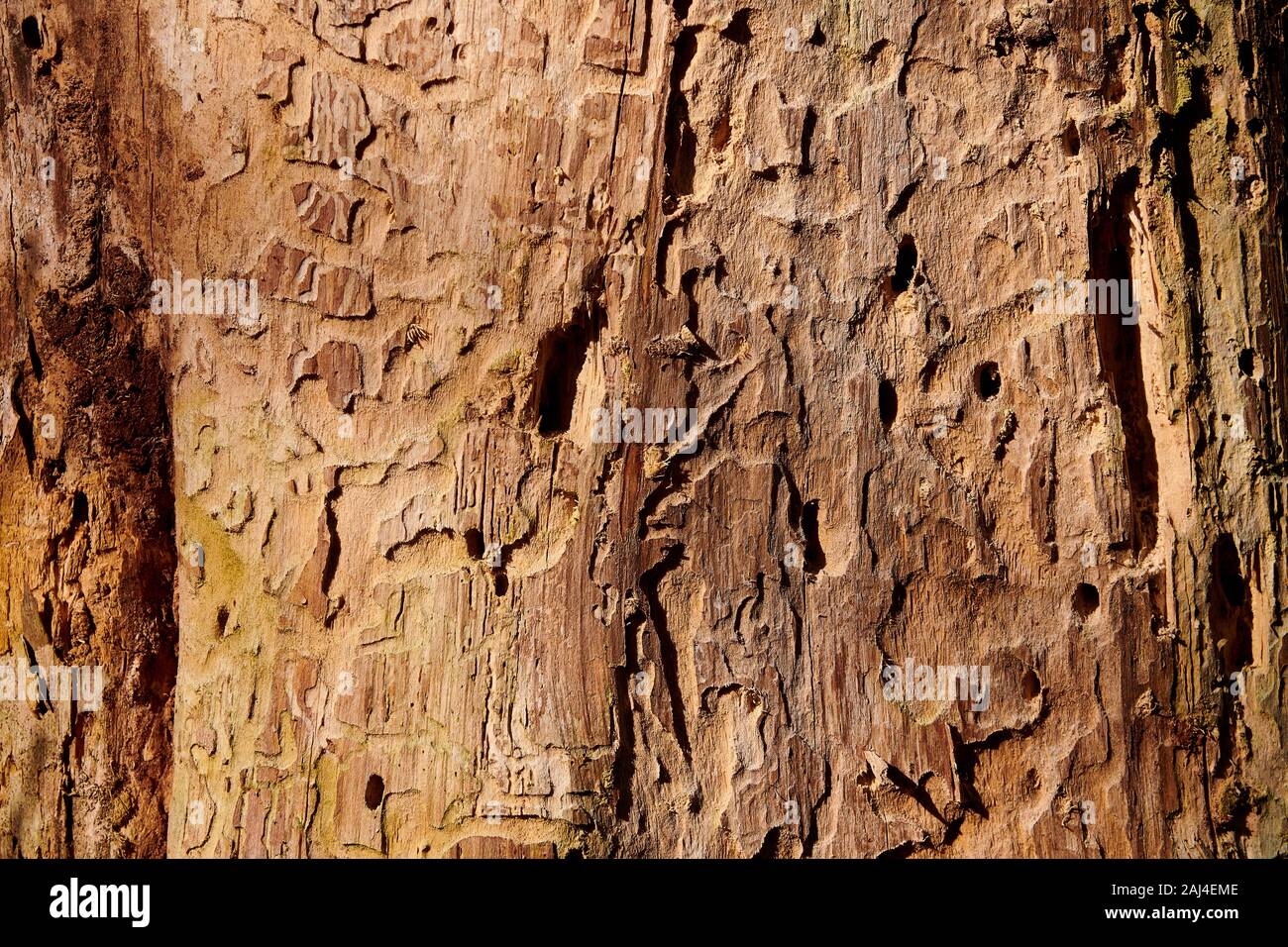 tree destruction by insect bark bootle woodworm Stock Photo - Alamy