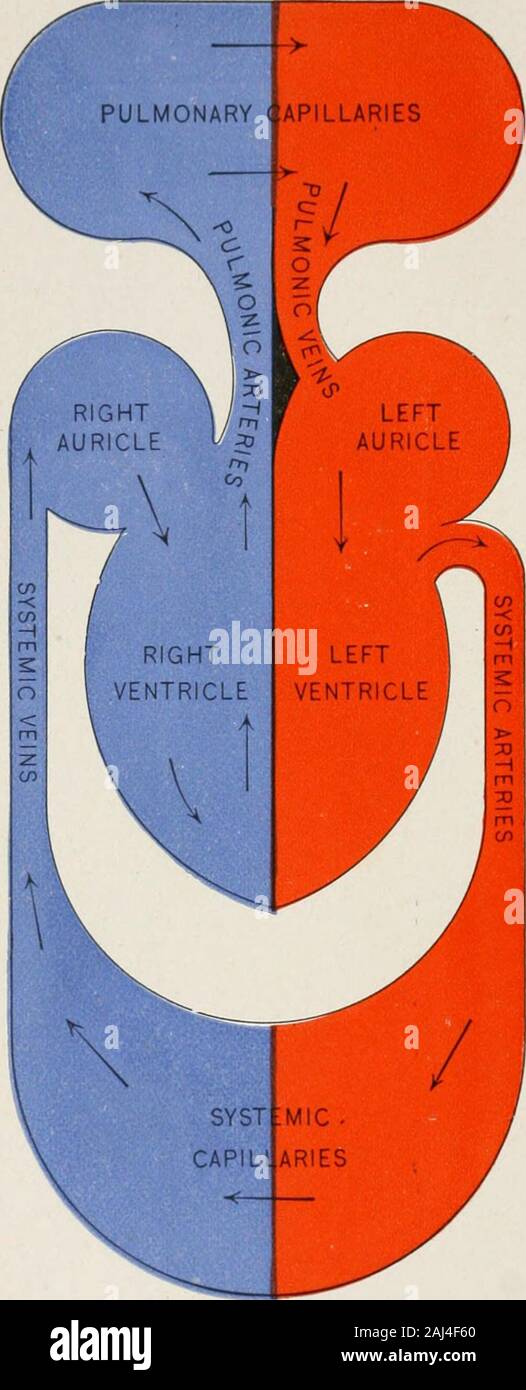 Collateral circulation hi-res stock photography and images - Alamy