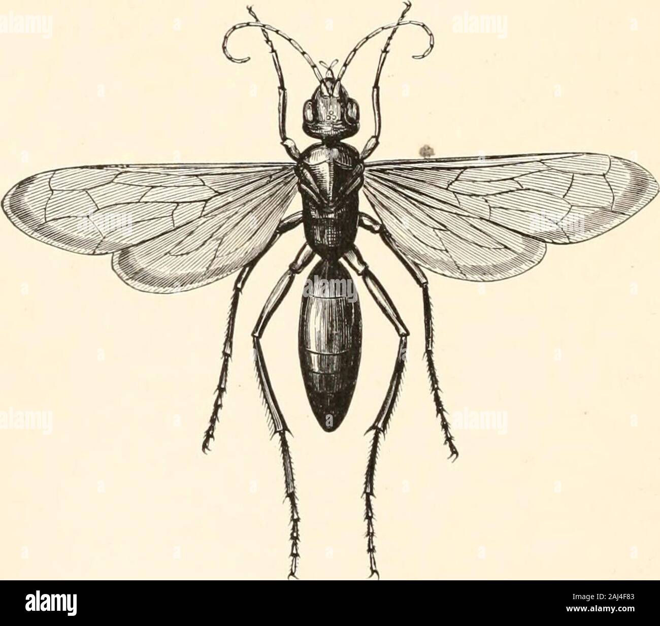 Guide to the study of insects, and a treatise on those injurious and ...