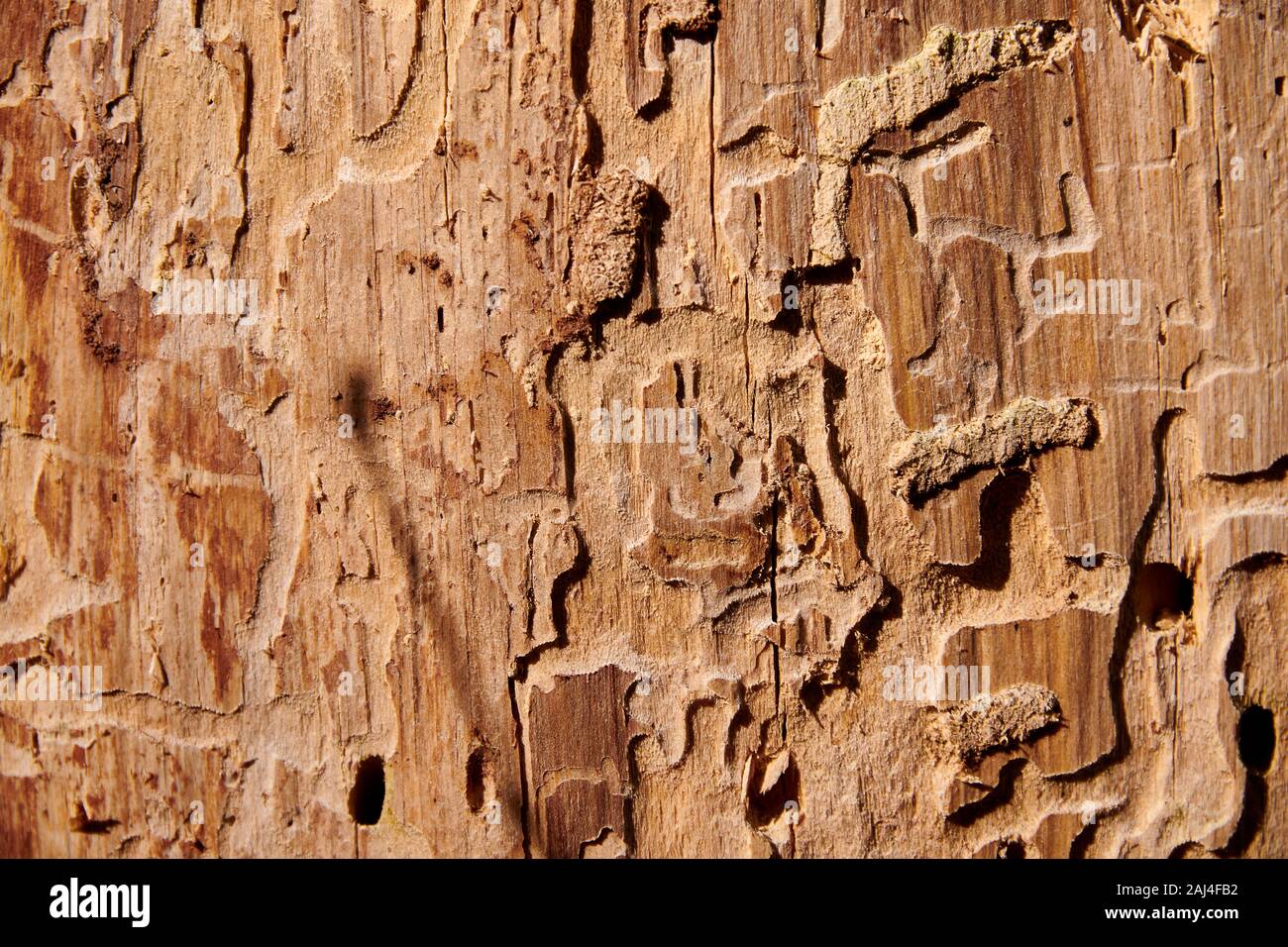 tree destruction by insect bark bootle woodworm Stock Photo - Alamy
