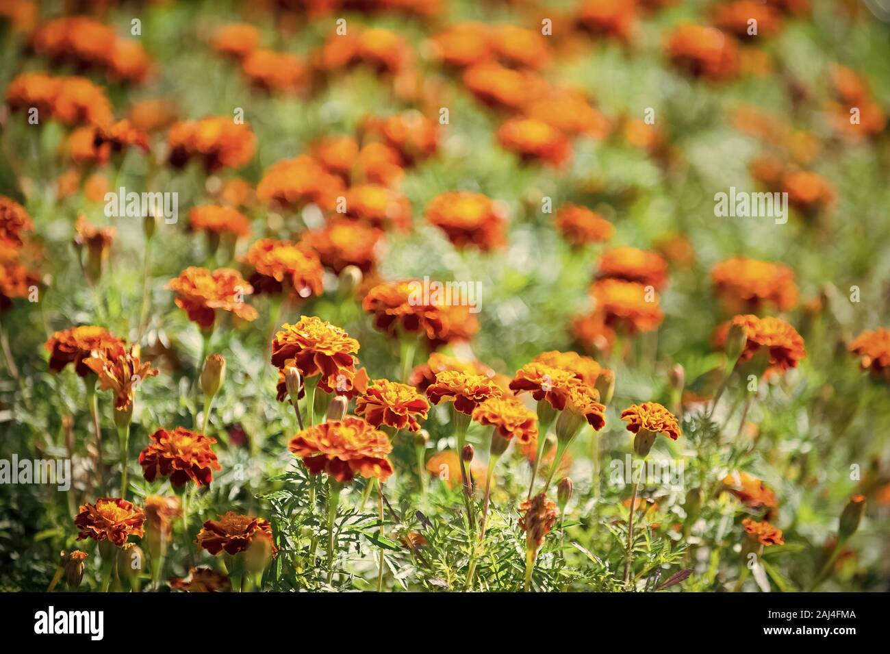 Beautiful orange red marigold flowers. Tagetes garden. Marigold flowers ...