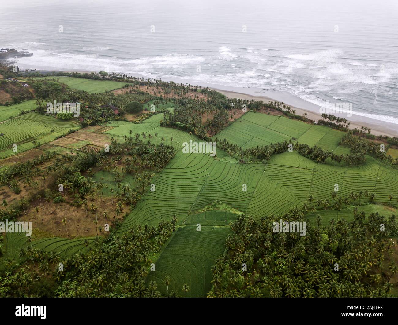 Aerial view of rice fields near ocean coastline Stock Photo - Alamy