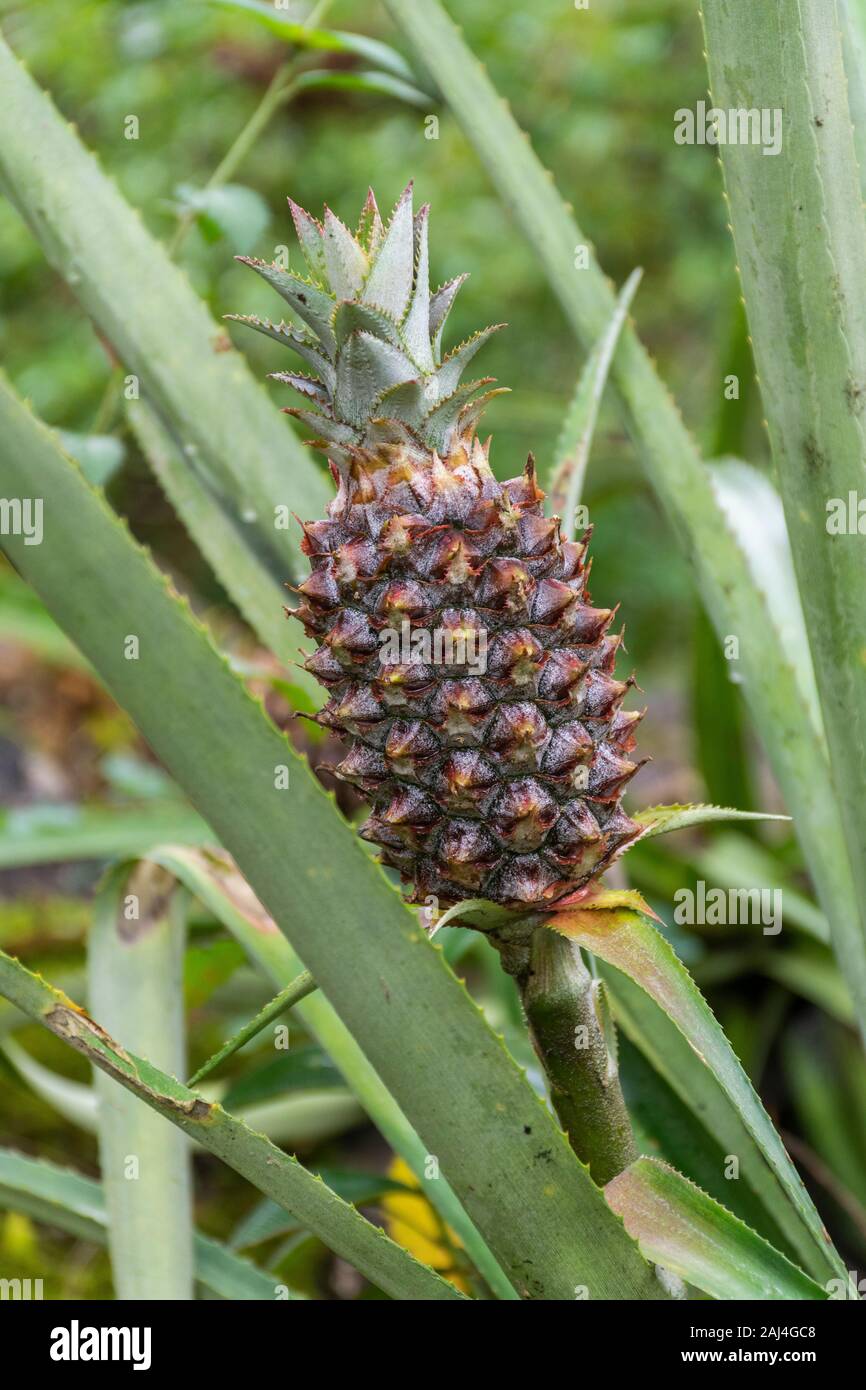 Detail of wild pineapple fruit on bromeliad in the rainforest ...