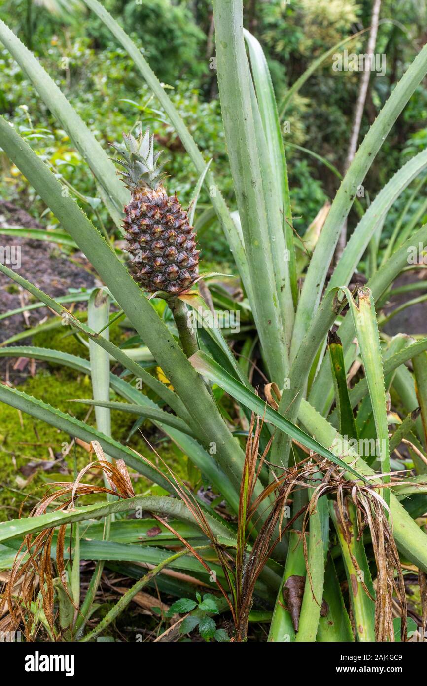 Detail of wild pineapple fruit on bromeliad in the rainforest ...