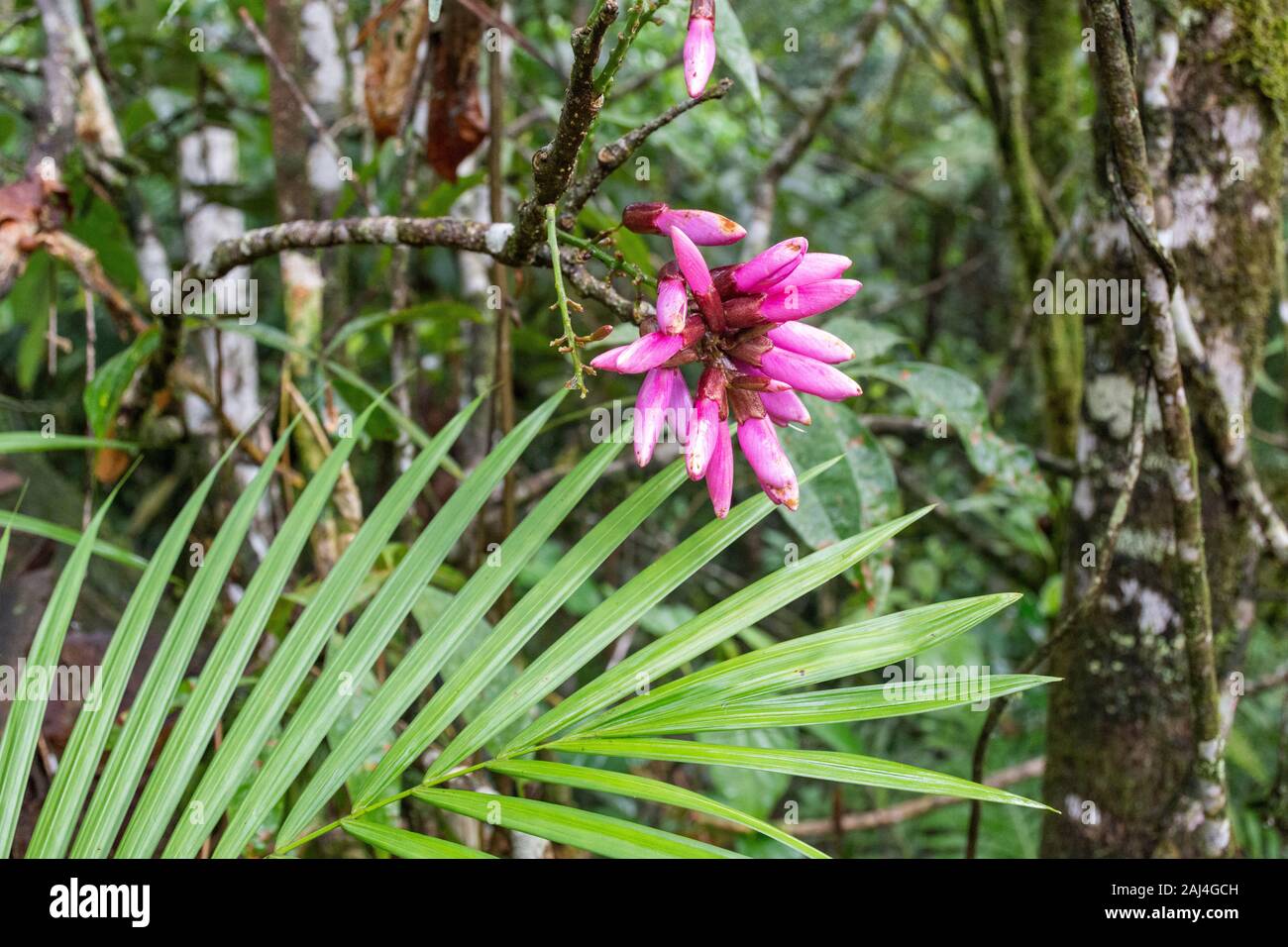 Beautiful detail of palm tree leaves and pink flower in the rainforest ...