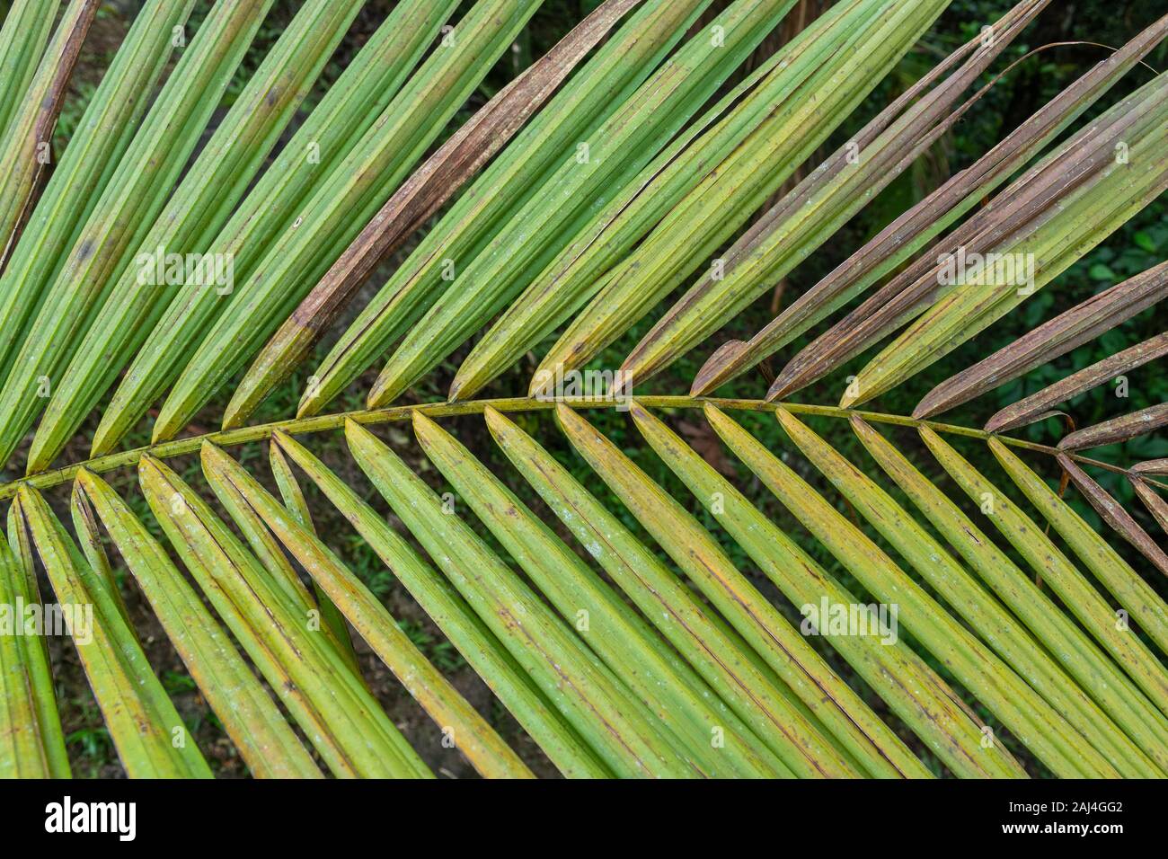 Beautiful detail of palm tree leaves and texture on the rainforest ...