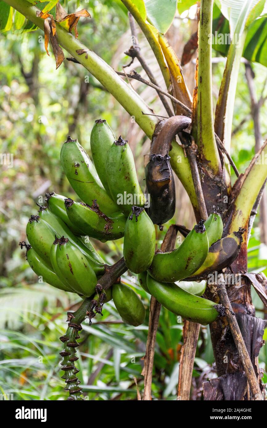 Green banana bunch hanging from tree on the rainforest, Mantiqueira ...