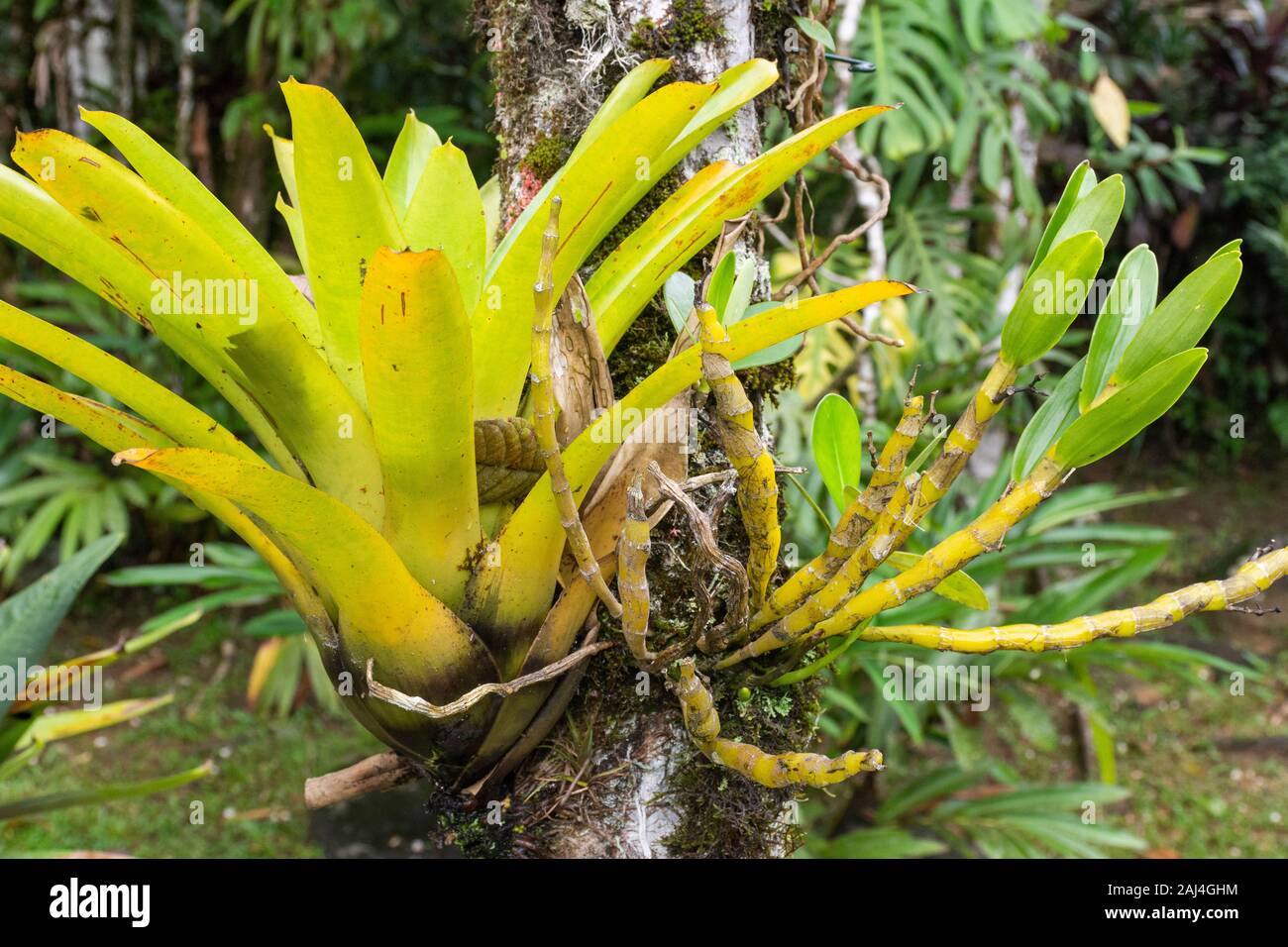Beautiful orchid and bromeliad hanging form rainforest tree trunk ...
