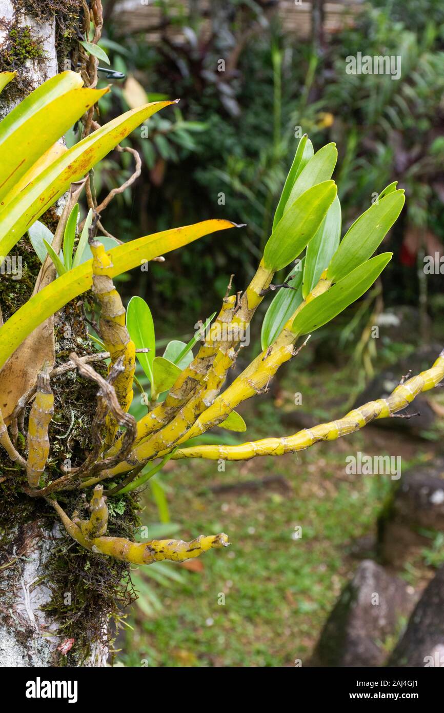 Beautiful orchid and bromeliad hanging form rainforest tree trunk ...