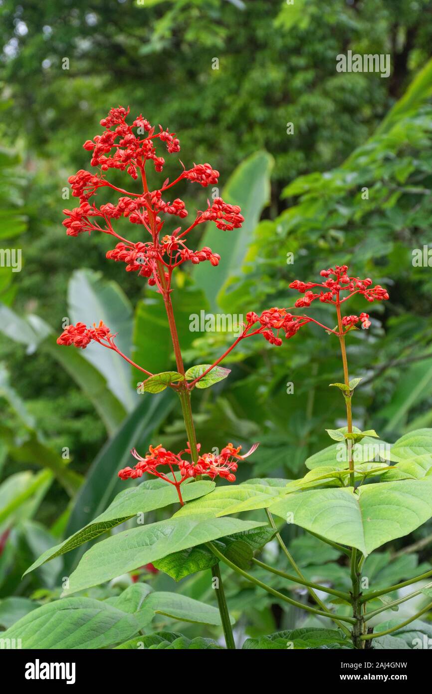 Details of beautiful red flower on green vegetation, rainforest in ...