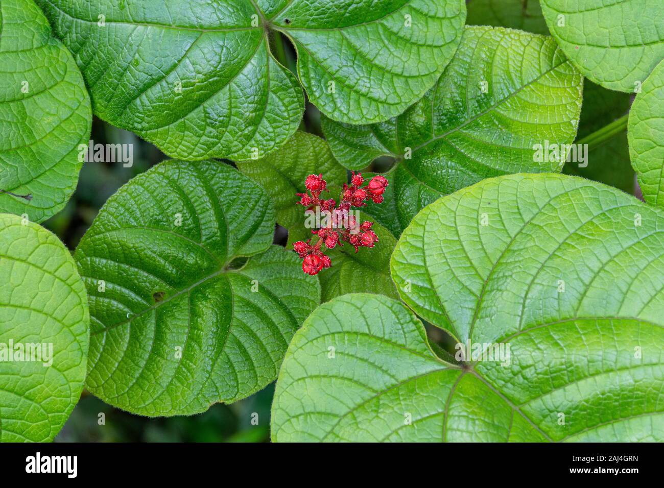 Details of beautiful red flower on green vegetation, rainforest in ...