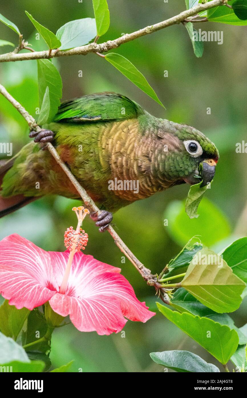 Beautiful green parrot on rainforest hibiscus tree with pink flower ...