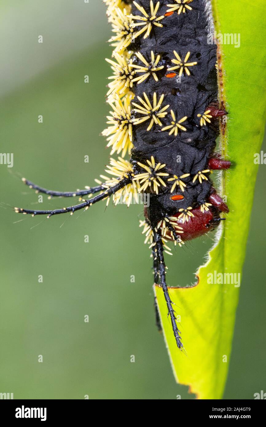 Big and spiky black and yellow moth caterpillar on rainforest tree ...
