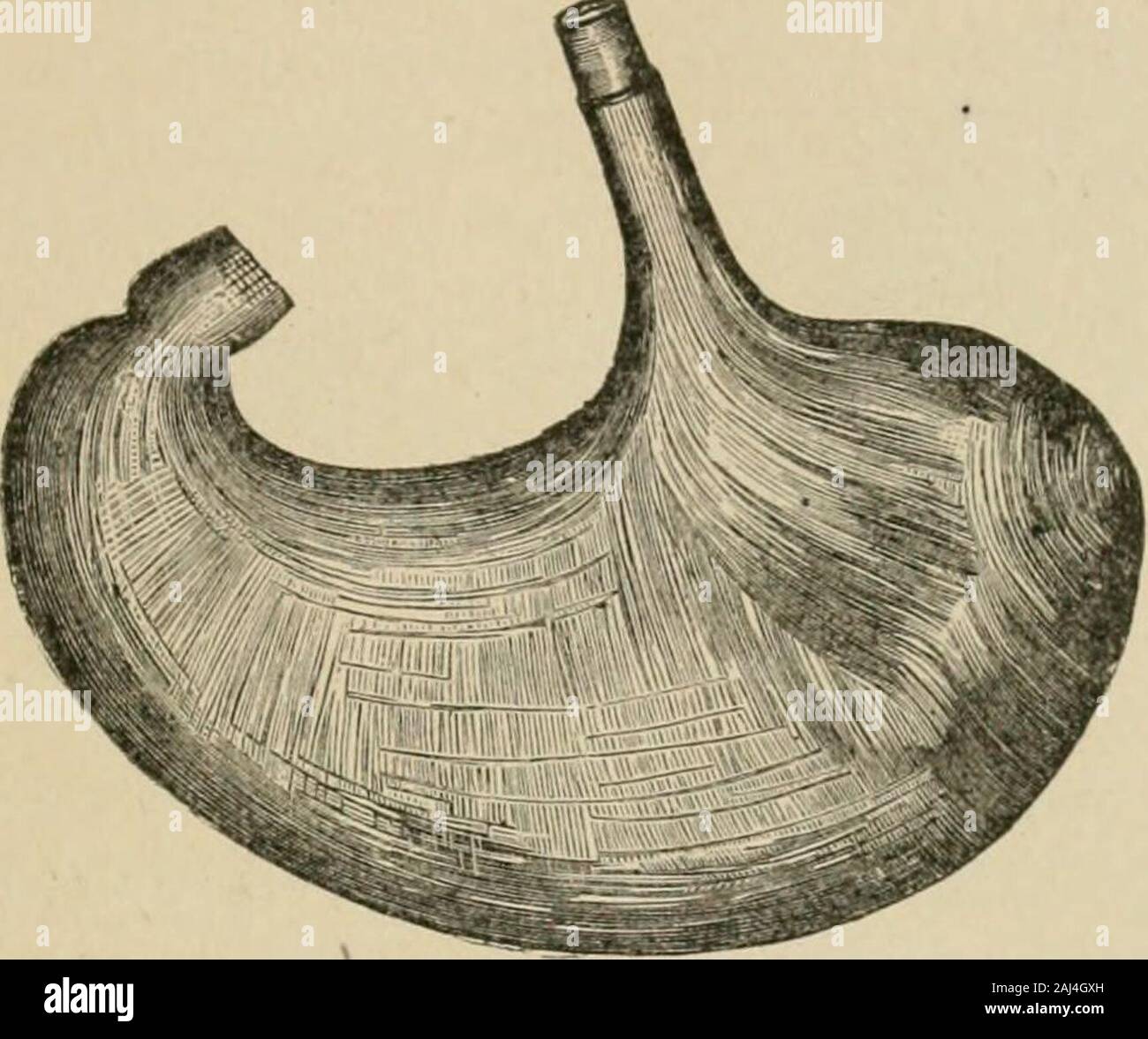 Large intestine ribs hi-res stock photography and images - Alamy