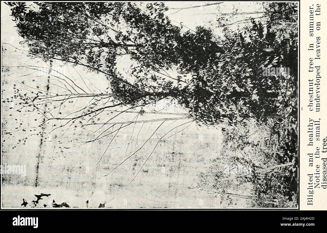 Field studies on the dissemination and growth of the chestnut blight ...