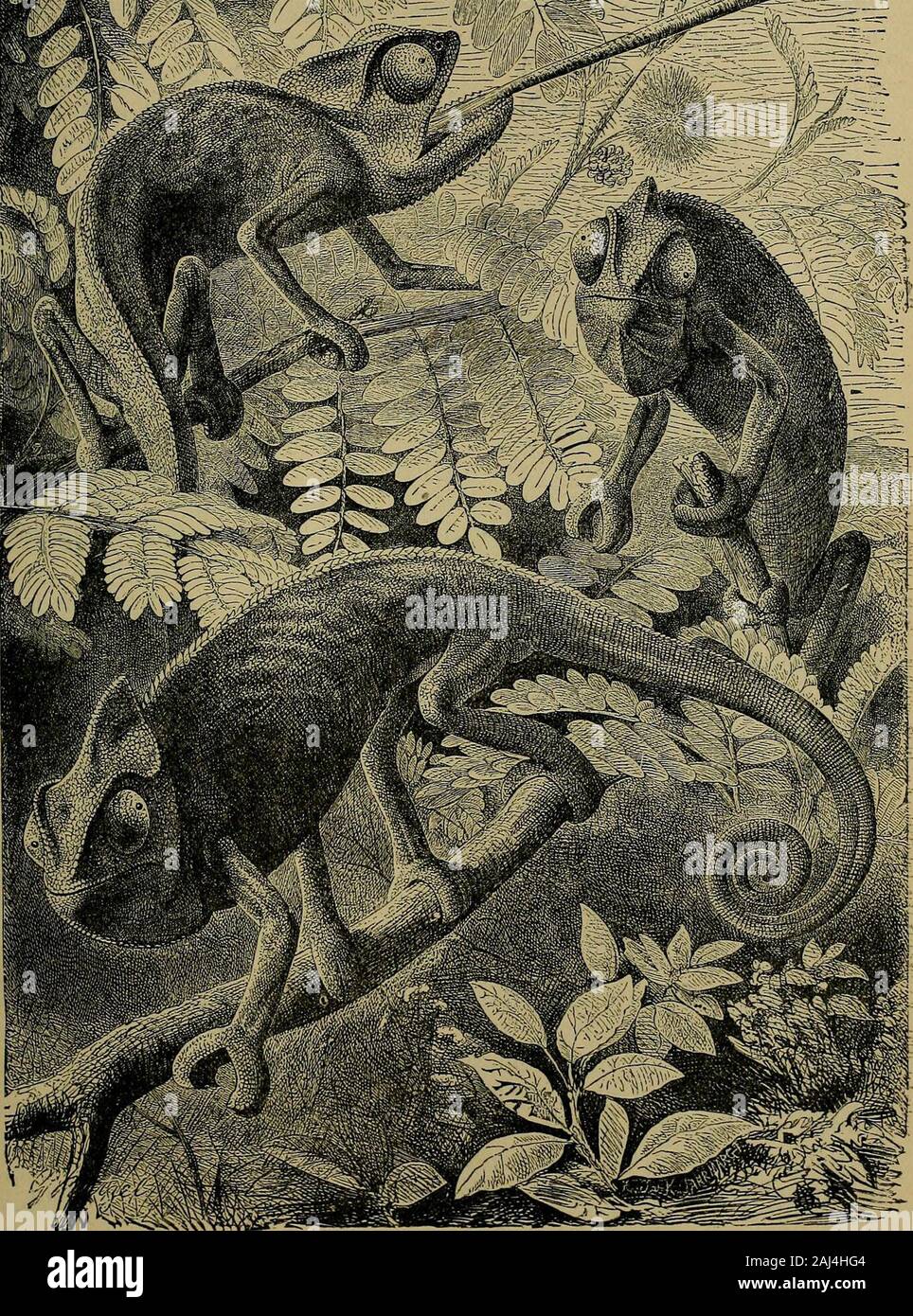 Two tongued hi-res stock photography and images - Alamy