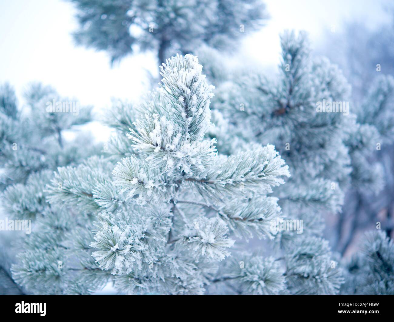Winter beautiful tree in hoarfrost Stock Photo - Alamy