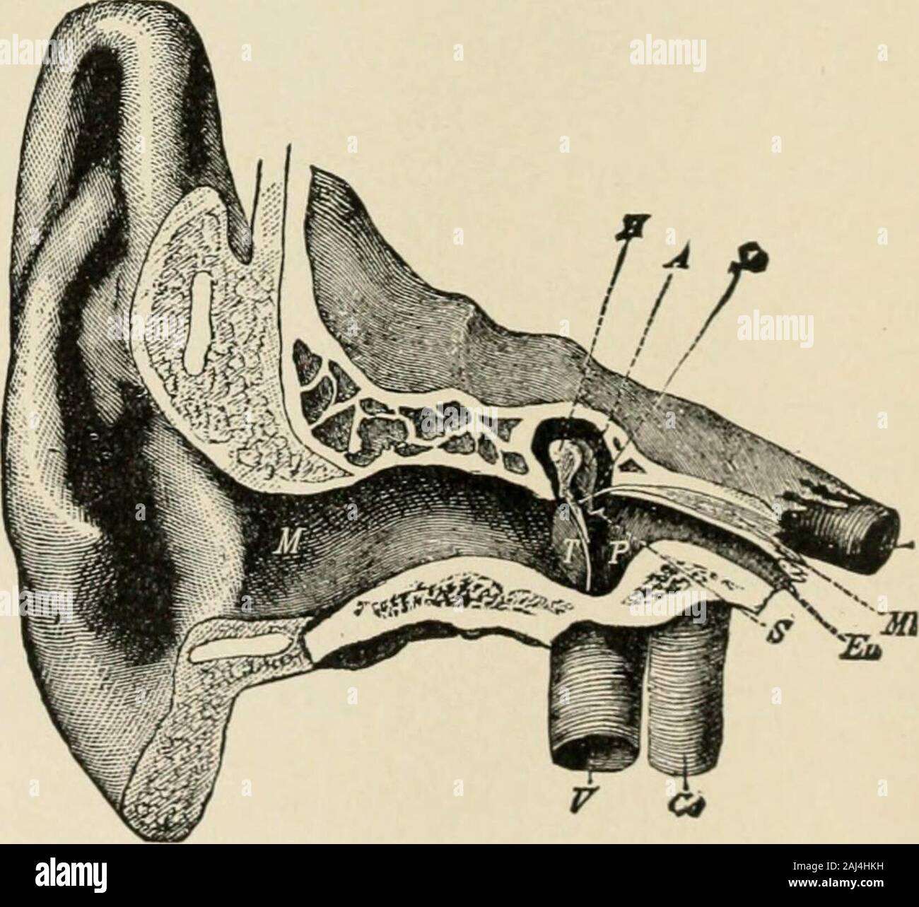 Cranial nerves action hi-res stock photography and images - Alamy
